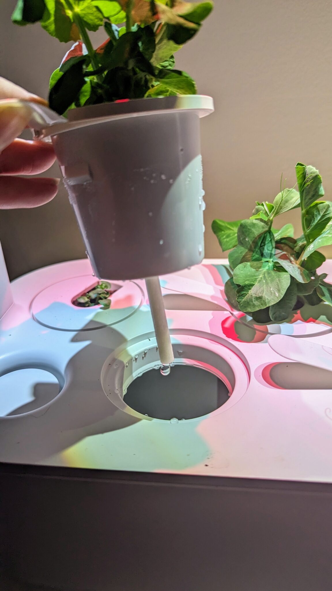 My Honest Review of Click and Grow Indoor Garden (2026) + Video